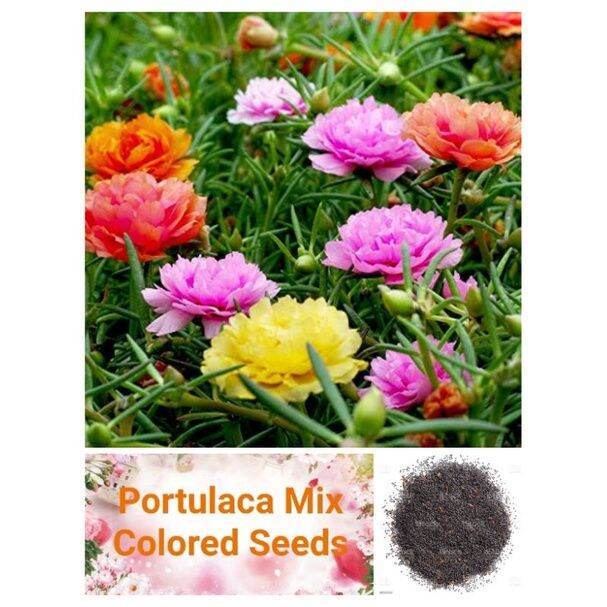 Portulaca Mix Colored Seeds buy 1 take 1， 50 seeds (not plants) | Lazada PH