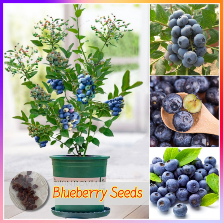 20seeds/pack Blueberry Seeds for Planting Fruits Organic Fresh Fruit ...