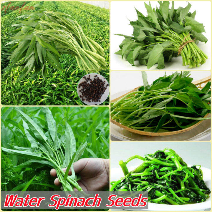 [Fast Germination] Good Quality Water Spinach Seeds for Planting (50 ...