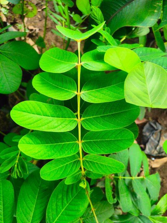 Acapulco Plant (Live Plant) with FREE garden loam soil, plastic pot and ...