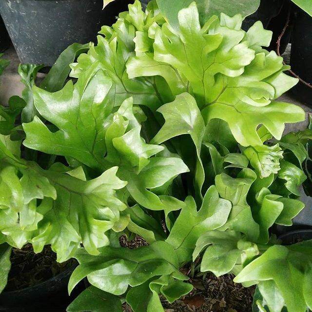 Tanaman hias kadaka / tanduk rusa tanah / pakis tanduk | Lazada Indonesia