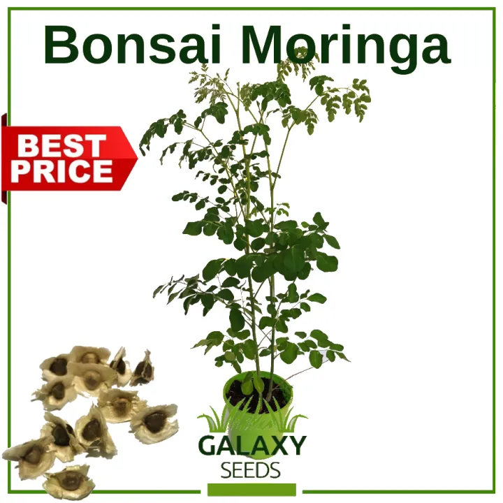 [Galaxy Seeds] Bonsai Moringa Tree Plant Seeds Malunggay for Planting ...