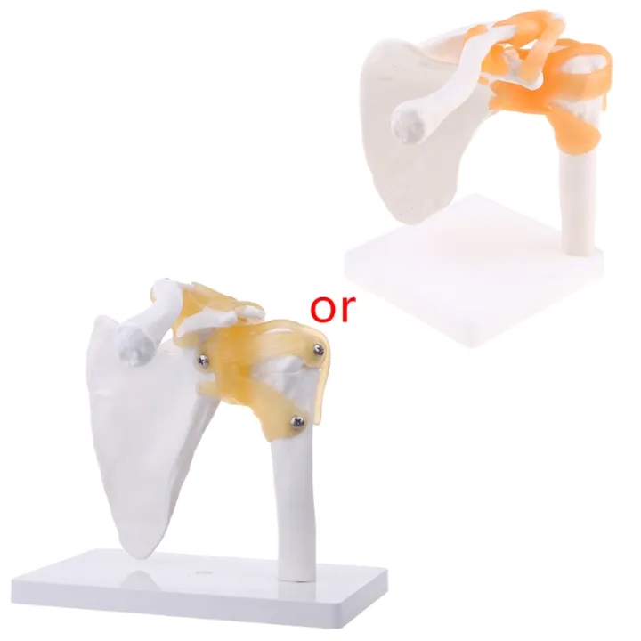 Functional Anatomical Life Size Human Anatomy Skeleton Shoulder Joint ...