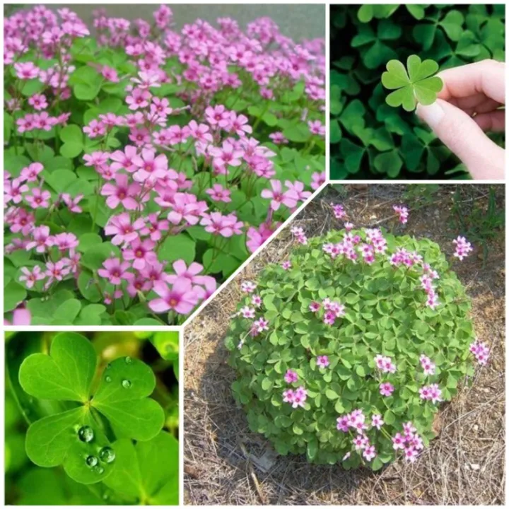 Biji Benih - Bunga Semanggi | Flower seed - Lucky Grass | 种子 - 三叶红白幸运草 ...