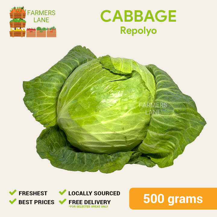 Farmers Lane - Fresh Cabbage - Repolyo - Locally Sourced - Wholesale ...