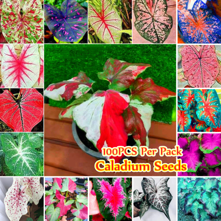 100 Seeds Mixed 17 Colors Caladium Seeds Pokok Keladi Hidup Caladium ...