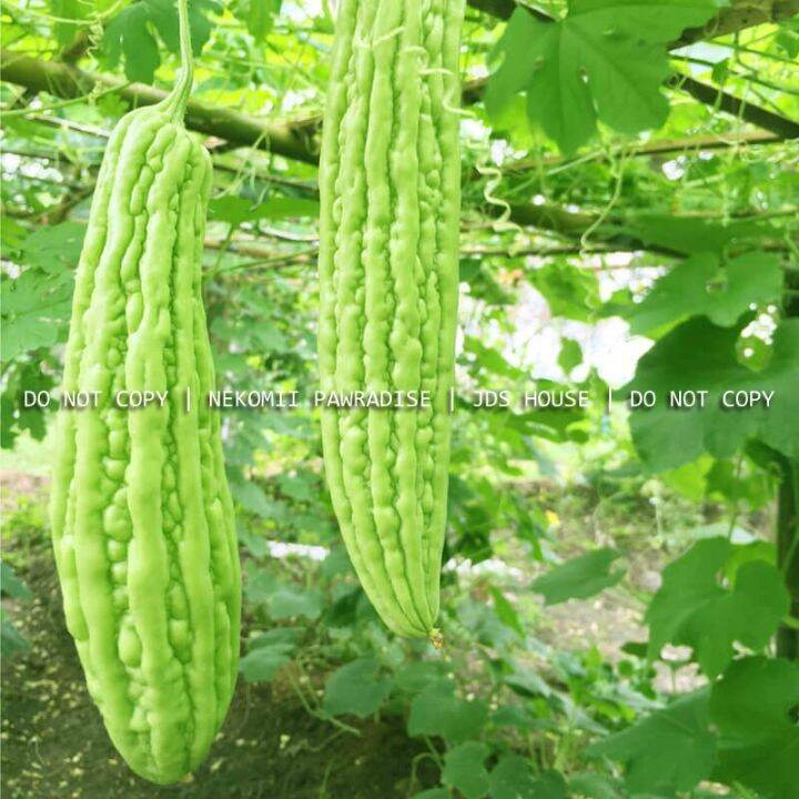 (It's a seed, not a plant!)White Bitter Gourd Seeds Melon Seed Benih ...