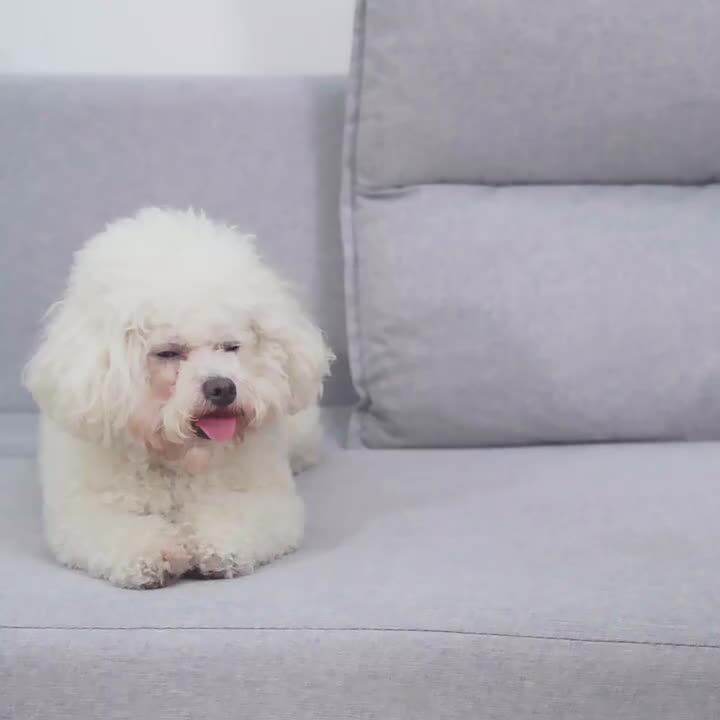 Elizabeth Ring Cat Post-Operation Anti-Licking Anti-Bite Headgear Dog ...