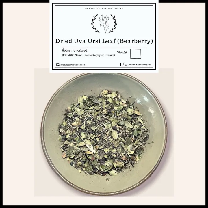 Organic Uva Ursi Bearberry Leaf Tea ใบแบร์เบอรี่ (Arctostaphylos uva ...