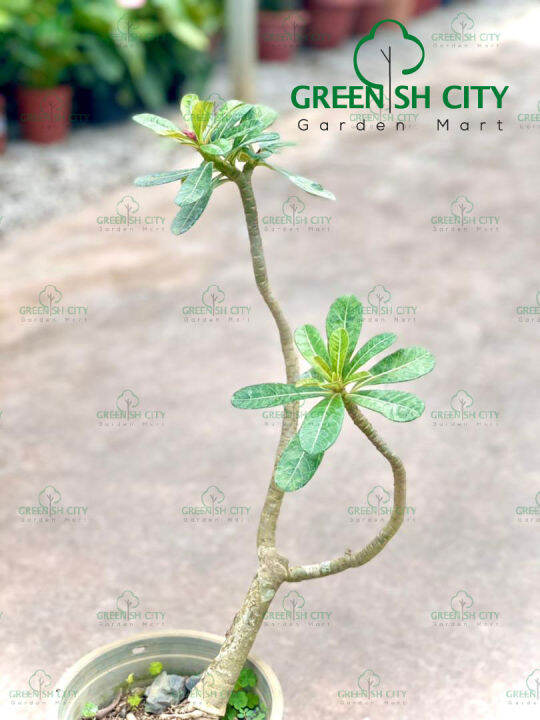 GNC - Adenium Obesum Live Plant Bunga Kemboja Pokok Ong Feng Shui ...
