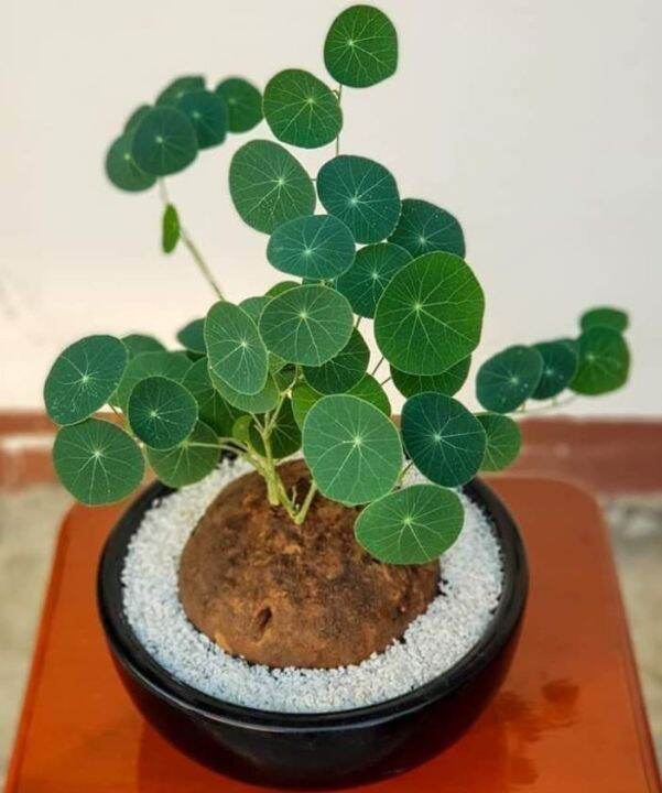 Stephania Erecta | Lazada