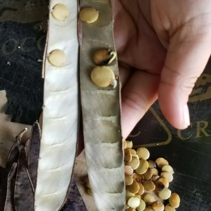 Kakawate seeds(madre de cacao)20pcs for 100 | Lazada PH