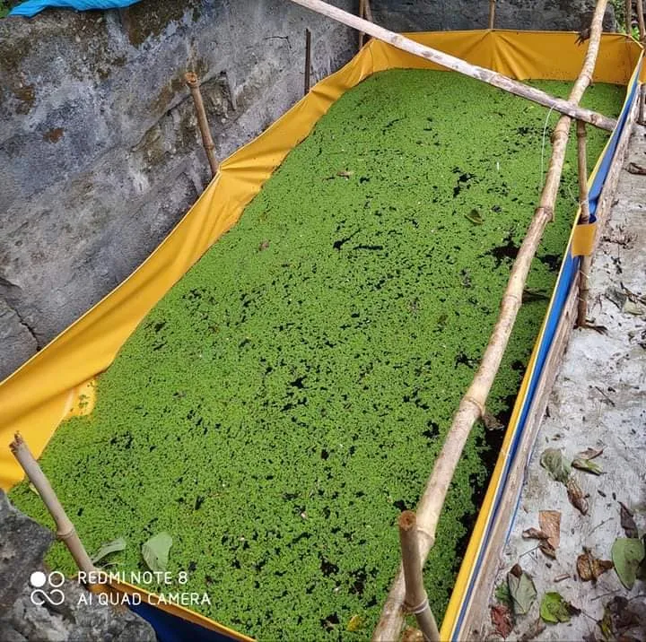 2pcs 3X9X1Feet - BUY 1 TAKE 1 FREE- YAMARU BRAND Azolla Pond and Fish ...