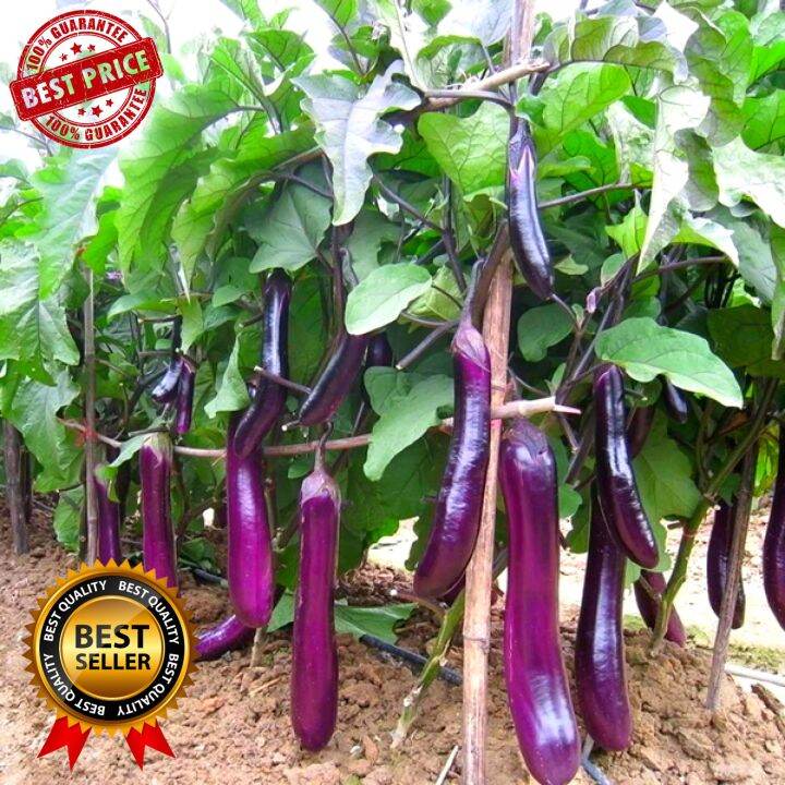 Eggplant/Talong Seeds (Mahaba) 1pack - 50pcs seeds | Lazada PH