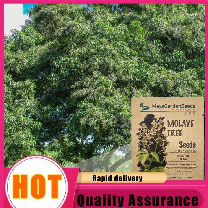 Molave Tree Seeds Vitex Parviflora Seeds Tree Seeds 023 | Lazada PH