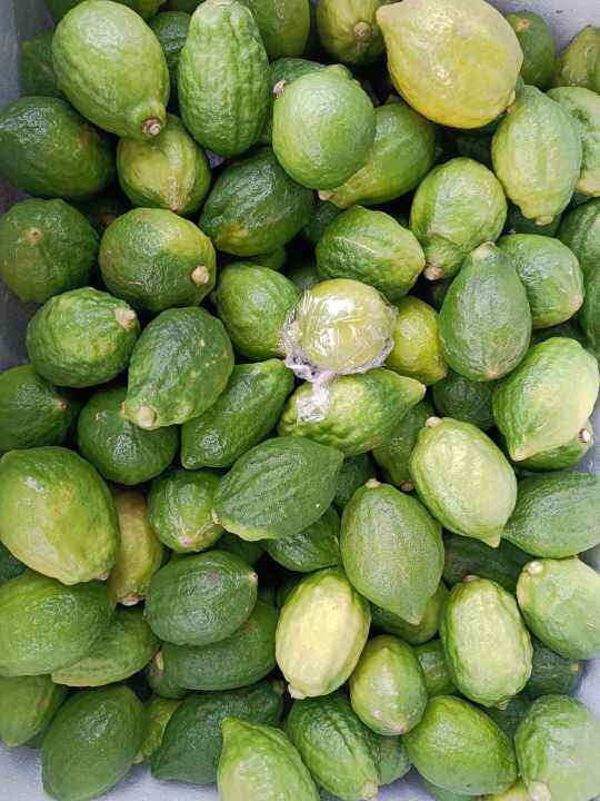 Chanh nước hoa quảng đông tươi siêu thơm ngon làm trà chanh giã tay ...