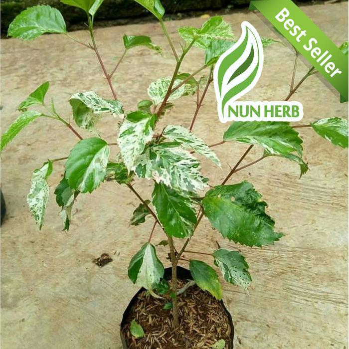 Tanaman Bunga Sepatu Putih Variegata - Bibit Pohon Kembang Hias Daun ...