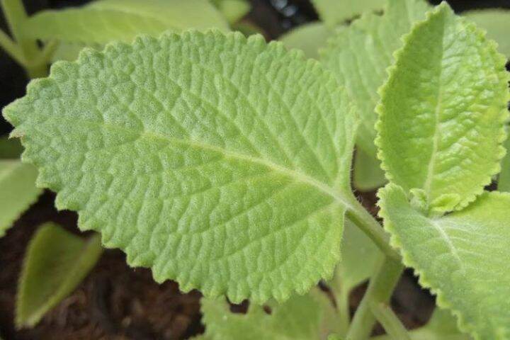 Tanaman Herbal Jinten Daun Jinten Daun Jintan Plectranthus amboinicus ...