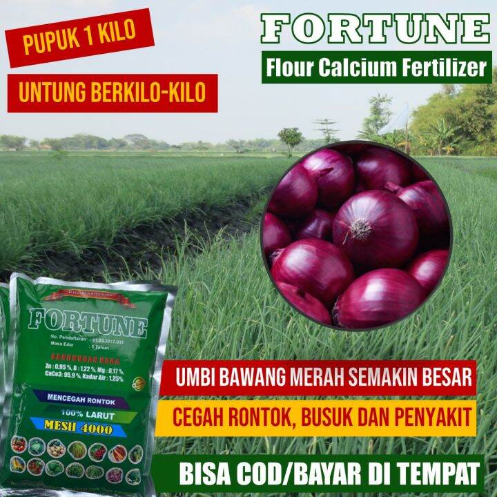 Pupuk Terbaik Bawang Merah Pelebat Umbi Bawang Merah dan Atasi Busuk ...
