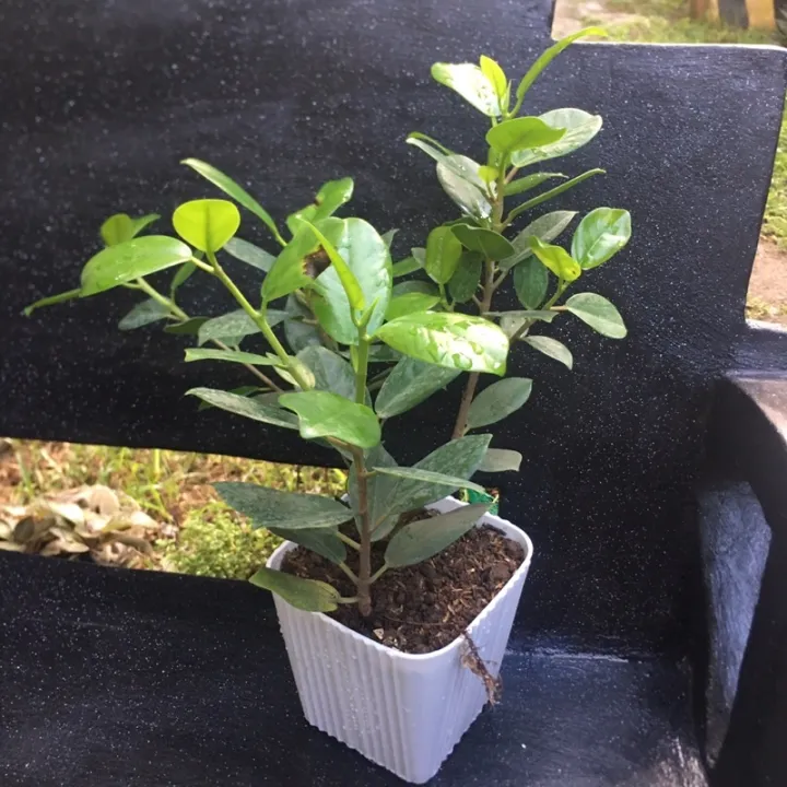 Ficus Nana/ Microcarpa/Chinese Money Maker Plant(It's a seed, not a ...