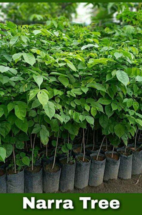 narra seedlings | Lazada PH