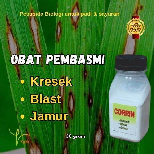 Fungisida Obat Kresek Padi / Obat Semprot Padi Kresek Obat Daun Padi ...