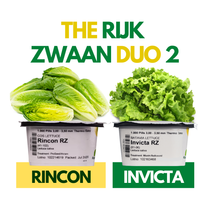 The Rijk Zwaan Duo 2 | Rincon COS Lettuce & Invicta Batavia Lettuce ...