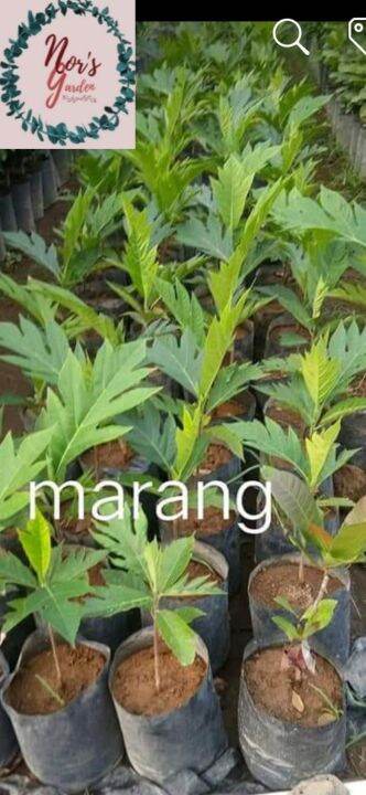 Marang Plants | Lazada PH