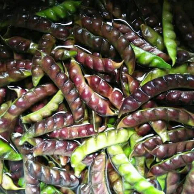Biji benih tanaman kacang hiris /10 biji | Lazada Indonesia