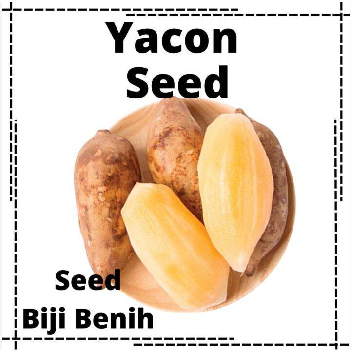 Yacon Biji Benih Ubi Gourd Manis Fruit Buah Buahan Seed Plant | Lazada PH