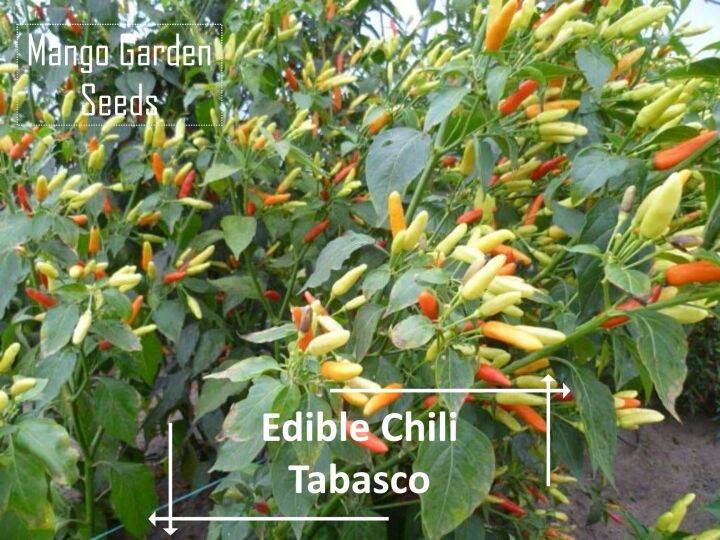 Tabasco Chili Pepper Seeds - *Pot Friendly* Tanam Pasu, Benih Cili ...