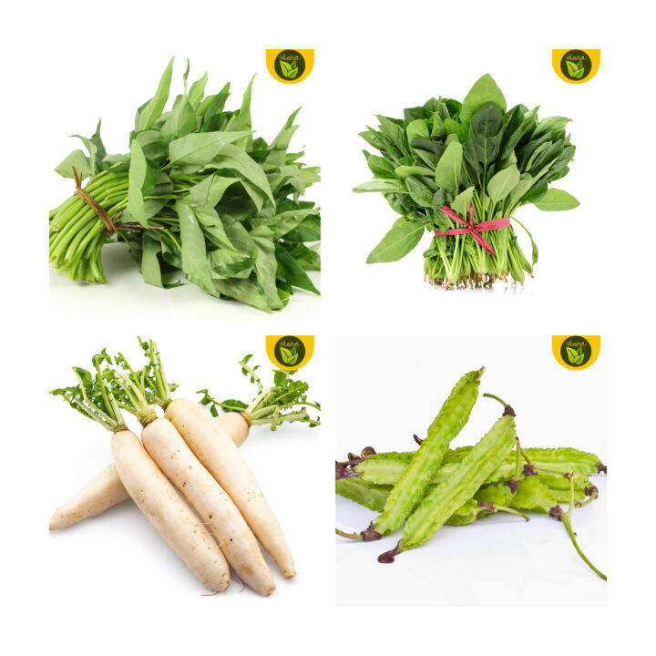 4 in 1 sulit pack seeds for planting kangkong spinach kalamismis ...