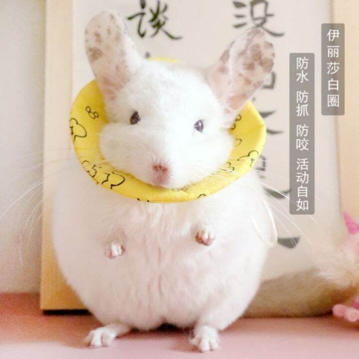 Elizabeth Collar for Small Animals Rabbit Guinea Pig Hamster Collar ...