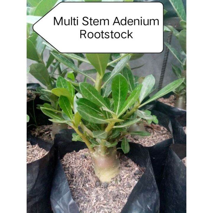 MULTI STEM ADENIUM OBESUM ROOTSTOCK (LIVE PLANT) | Lazada PH