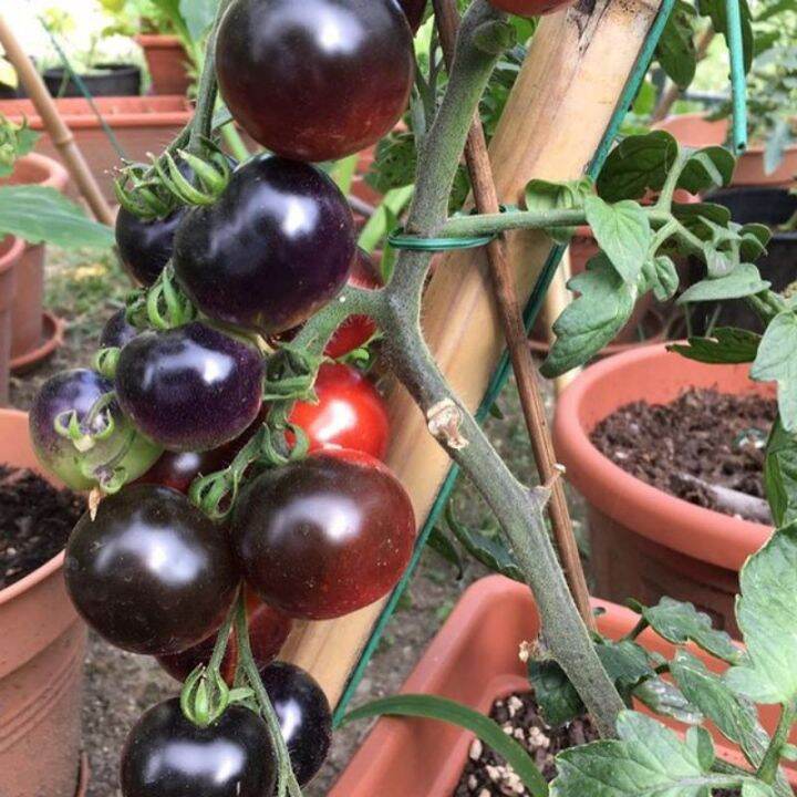 tanaman herbal tomat hitam penangkal diabetes - Tanaman Tomat hitam ...