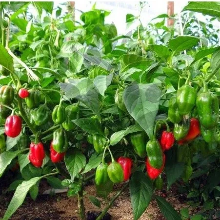 isi 5 Bibit Cabe Habanero Merah Super Pedas Unggul Benih Sayuran Cabai ...