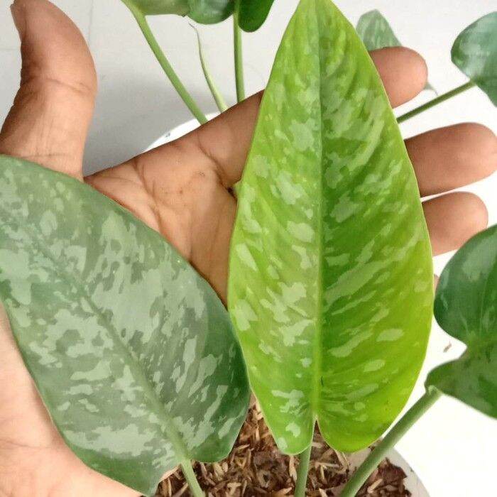 Tanaman homalomena army green army caladium tanaman koleksi | Lazada ...