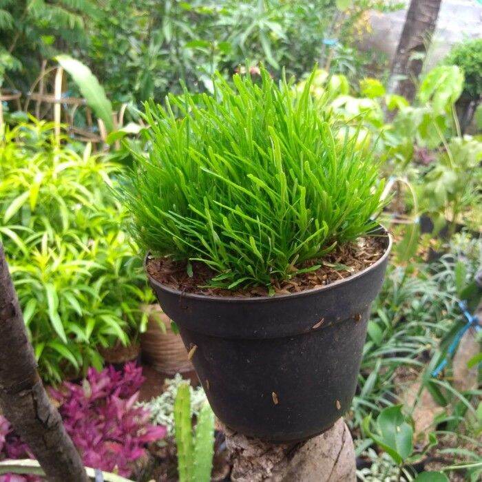 Tanaman Hias - Rumput Hair Grass / Terrarium / Aquascape | Lazada Indonesia
