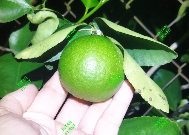 OWN FARM Live Plant SEEDLESS Calamansi Plant Pokok Limau Kasturi/ Limau Nipis TANPA BIJI(Citrus ...