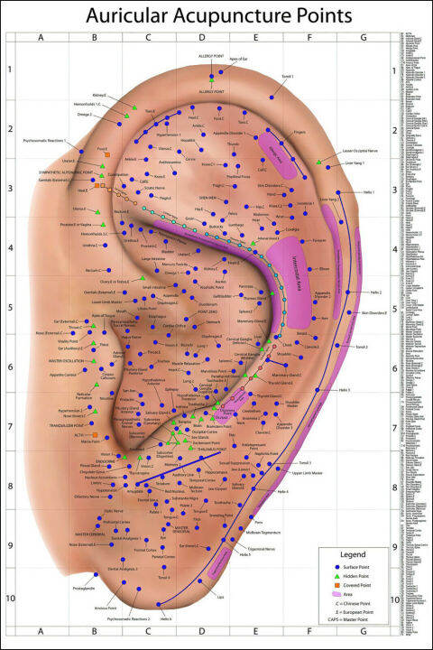 EAR AURICULAR REFLEXOLOGY ACUPUNCTURE POINT DIAGRAM ANATOMY CHART Art ...