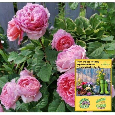 Pink Bourbon Louise Odier Roses Seeds JM55 - 1 Gram of High germination ...