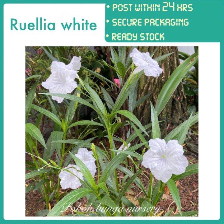 PBN - ruellia white - pokok bunga nursery ruellias wild mexican ...