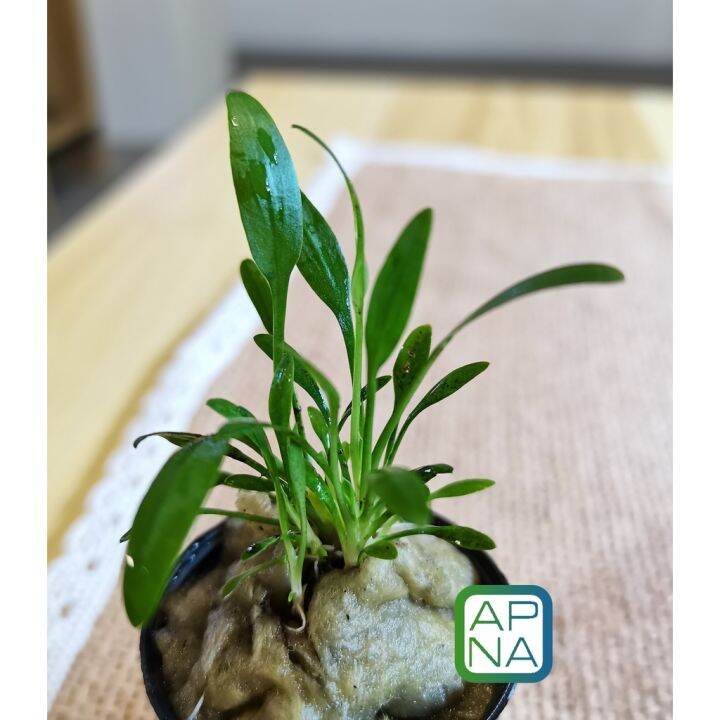 🐟 Cryptocoryne Parva Aquatic Plant Aquarium Fish Shrimp Tank 泊夫椒草 水草 ...