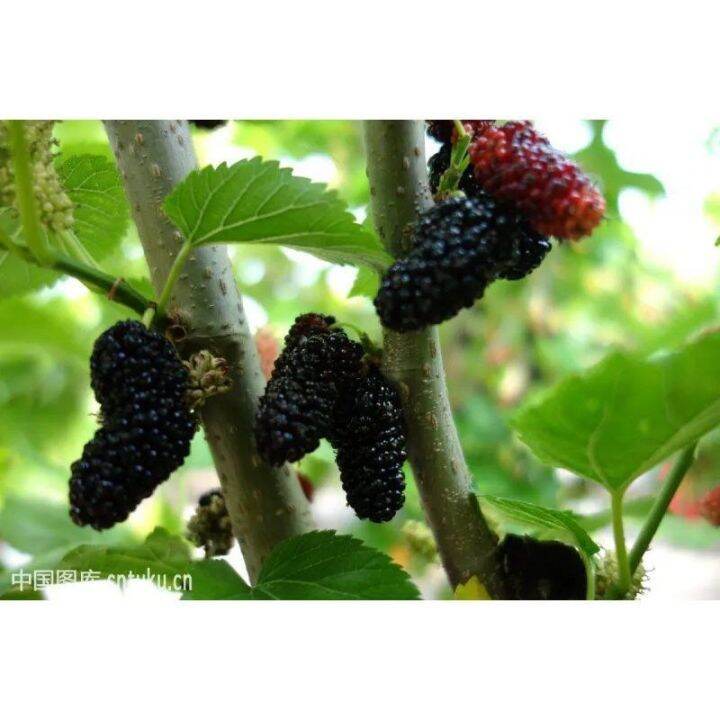 Fresh mulberry seeds small forest tree species shrubs edible revetment ...