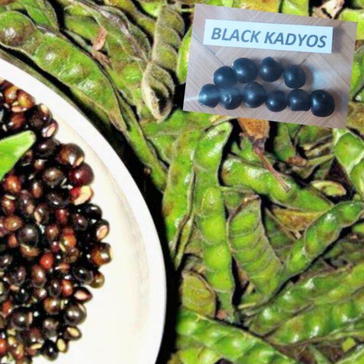 linbei/ Kadyos/Kardis (10Pcs/Pack) Pigeon Beans | Lazada PH
