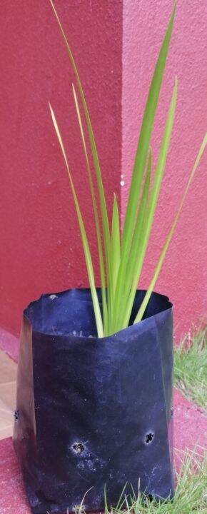 Vasambu Plant/Sweet Flag Plant/Acorus Calamus (Buy 1 = Free any Herbal ...