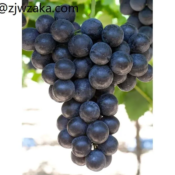 BUY 5 Grapes cuttings(pananim) Black ribier variety | Lazada PH