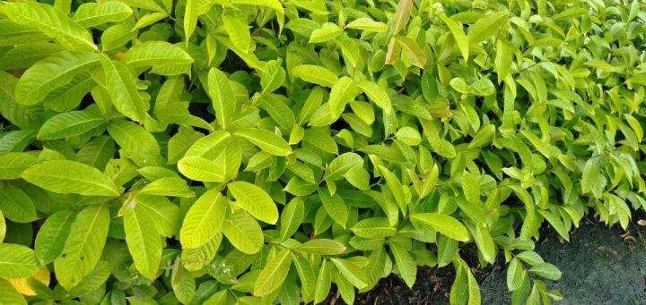 banaba seedlings | Lazada PH