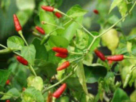 Native Siling Labuyo Pepper Seeds for Planting (5 seeds) | Lazada PH