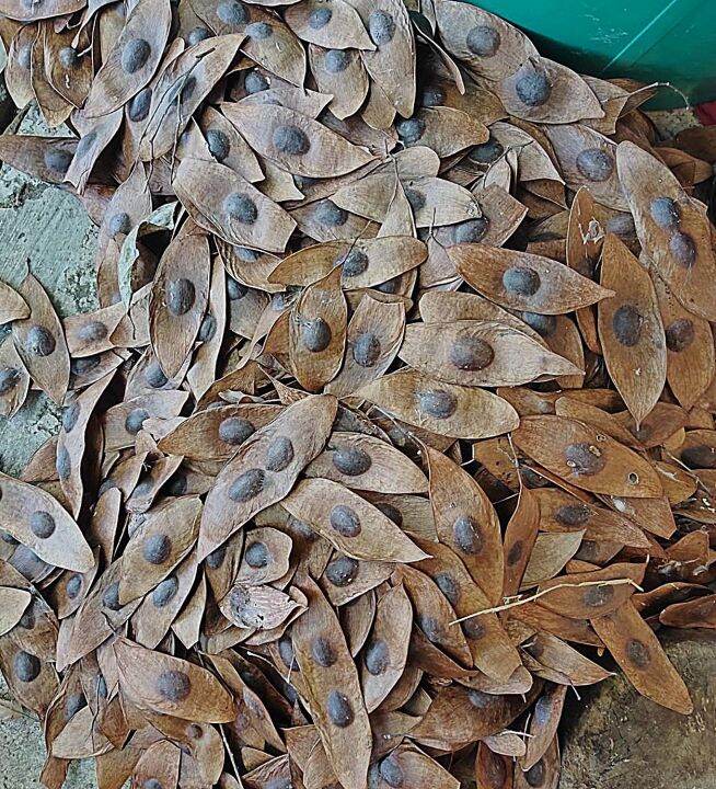 120 เมล็ด เมล็ดชิงชัน Tamalin Rosewood ราคาถูก ไม้ชิงชัน ไม้ยืนต้น ไม้ ...